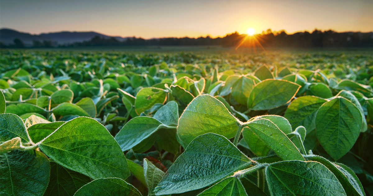 Protect Against Soybean Pathogens with an Integrated Approach