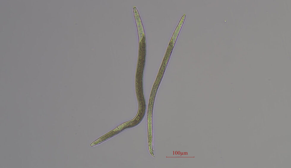 Root Lesion Nematode Guide | SCN Coalition